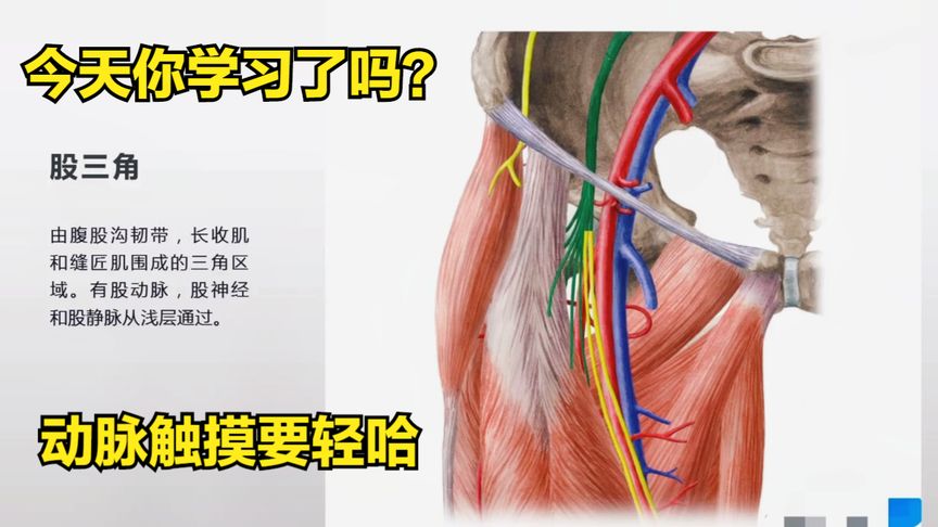 触摸你的每一块肌肉-股动脉(动脉按压一定要轻哈)