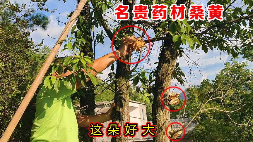 同学家后山发现500元一斤的桑黄,这名贵药材,大家来认识一下