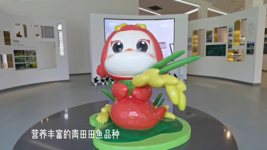 稻鱼共生#奇趣大自然暑假听我说