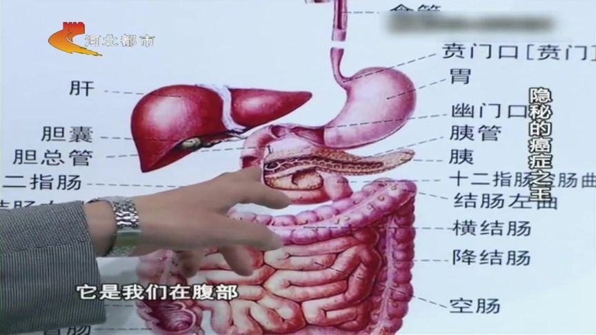 胰腺到底在身体中的什么地方?它的主要作用是什么?