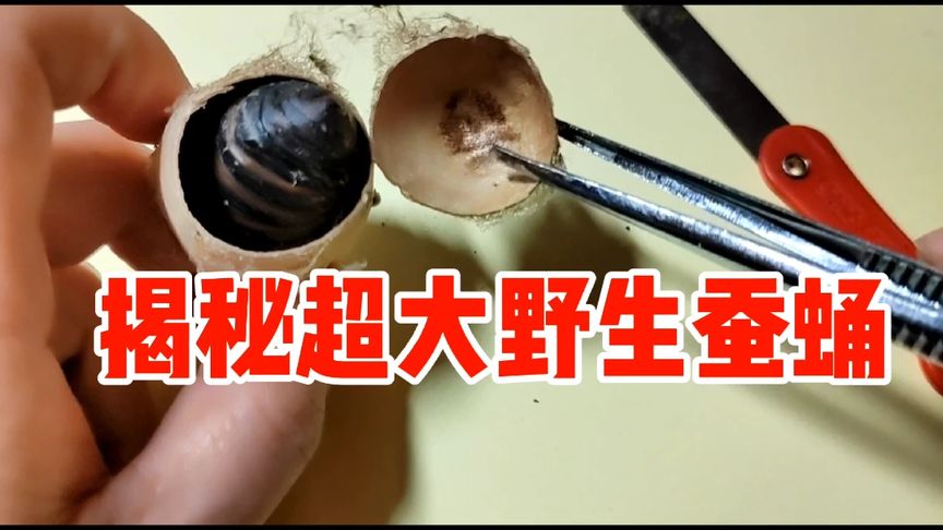 今天我们一起揭秘,超级大的蚕茧里面到底是个什么东西!科普一下