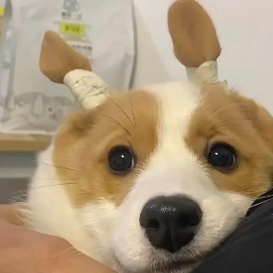 莲摩拾参-单推斯凝- 