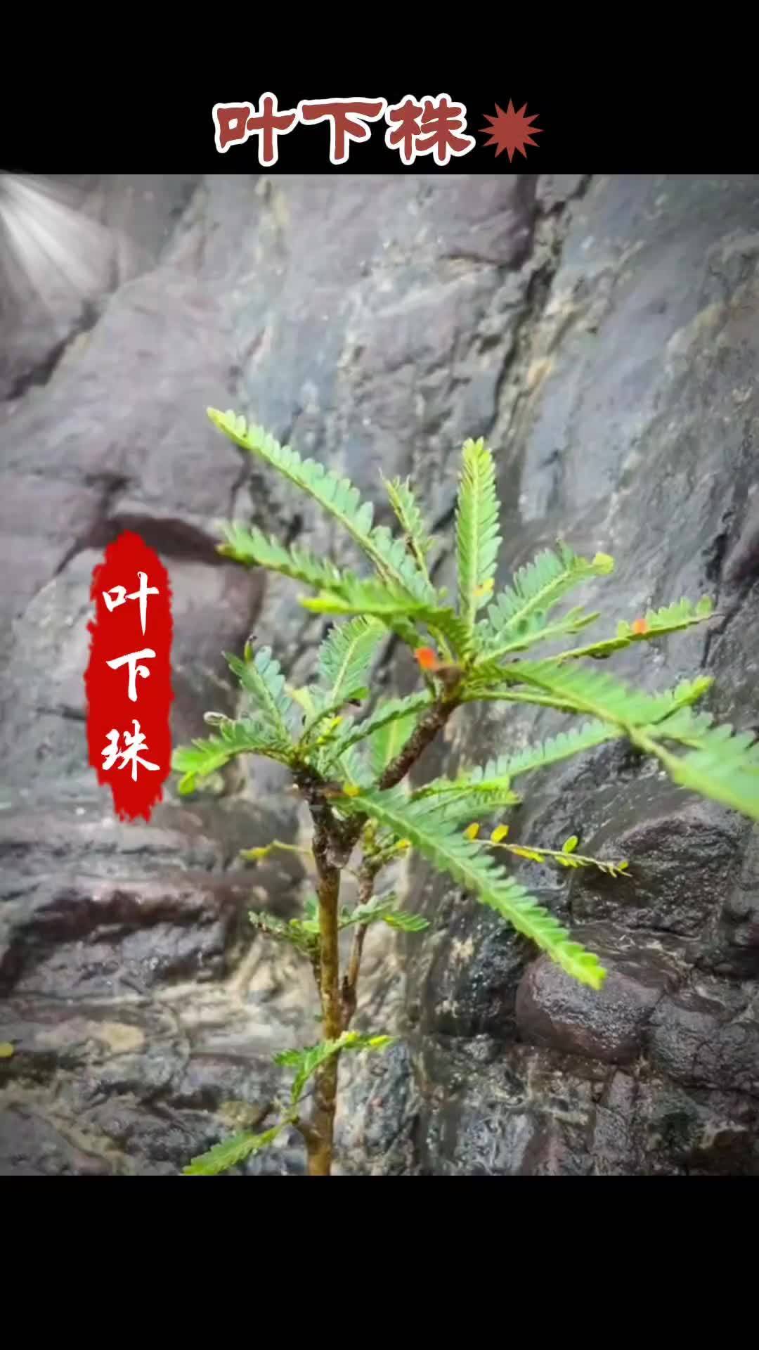 叶下珠,别名:珍珠草,是一种在农村很常见的植物!