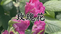 玫瑰花的作用与禁忌,您喝对了吗?