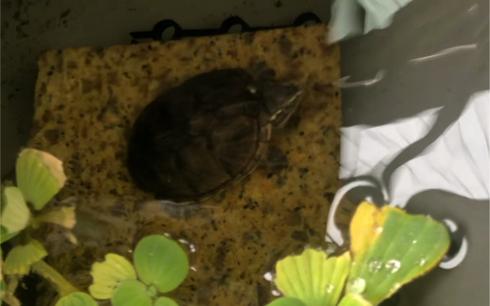 自制上滤加植物过滤的龟缸