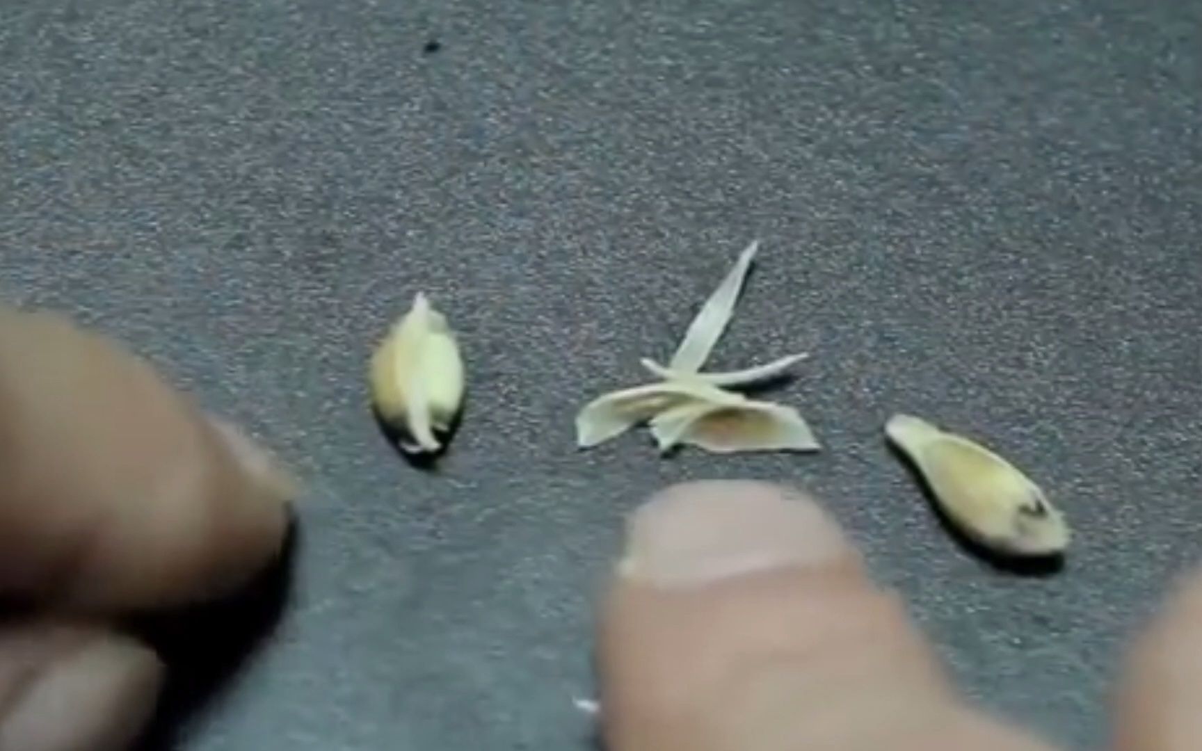 教你自己动手种植树苗,只用几颗种子,就可以收获一棵橙子树