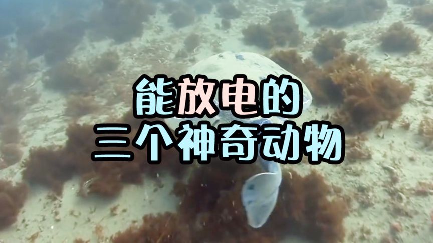 这三种动物一言不合就放电，有一个被称作水中高压线，电力超强悍