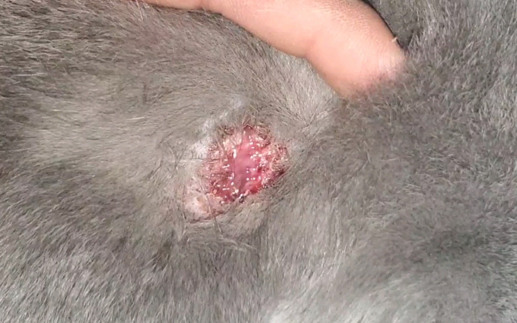 简单在家处理猫外伤