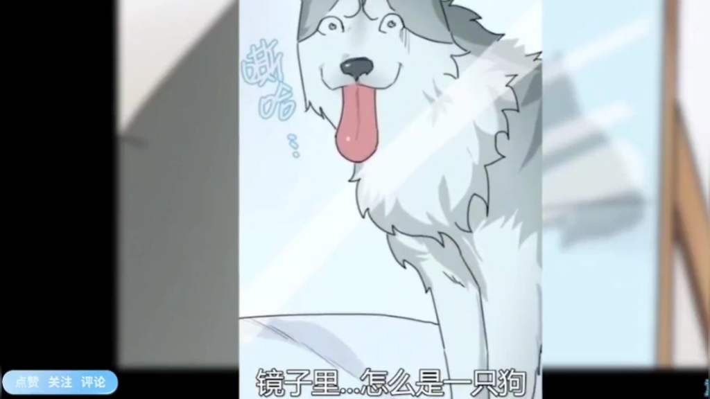一口气看完系列女神家的哈士奇