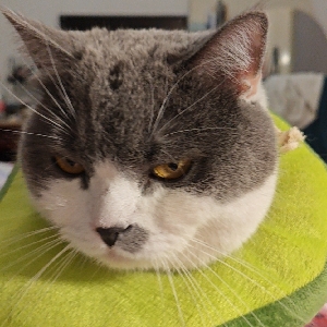 猪猪女孩晚晴 