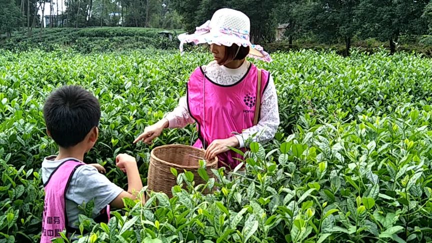 社会实践过程,让孩子亲身体验采茶的过程,领悟劳动的辛苦和收获