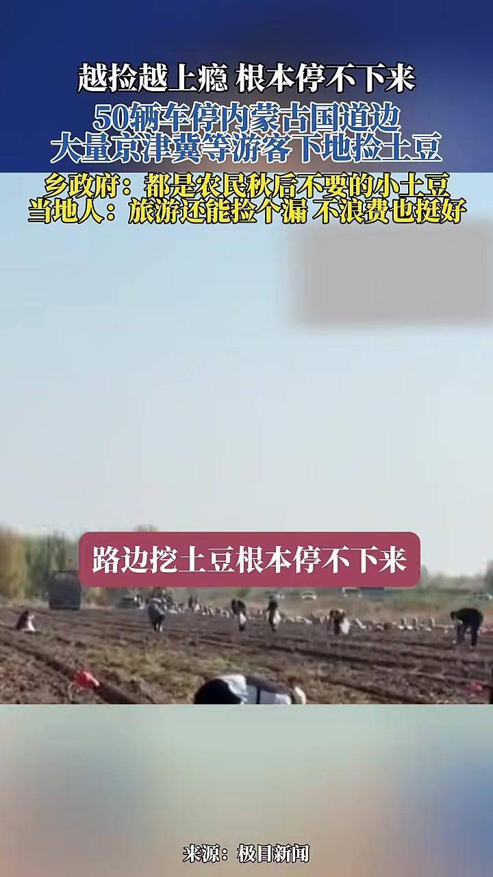 大量外地游客下来捡土豆。乡政府:都是农民秋收后不要的小土豆。当地人:旅游还能捡个漏,不浪费也挺好。