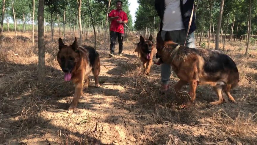 德国牧羊犬智商高聪明大胆,带大家欣赏下这几条纯种德国牧羊犬