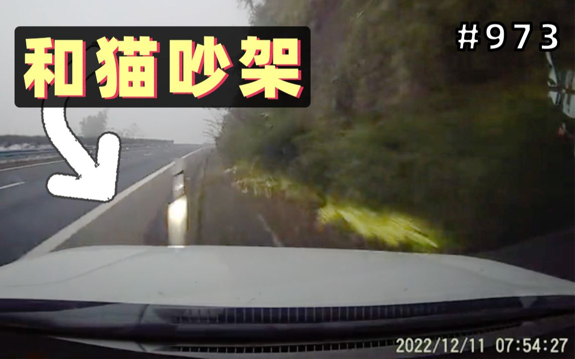 小伙开车时回头和猫吵架,结果车辆失控撞进绿化带!【973期】