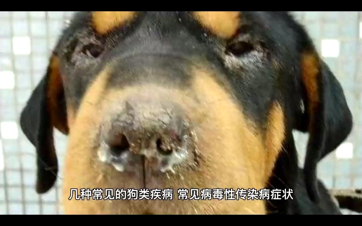 几种狗类疾病,常见病毒性传染病,以及如何才能规范的检测自家狗