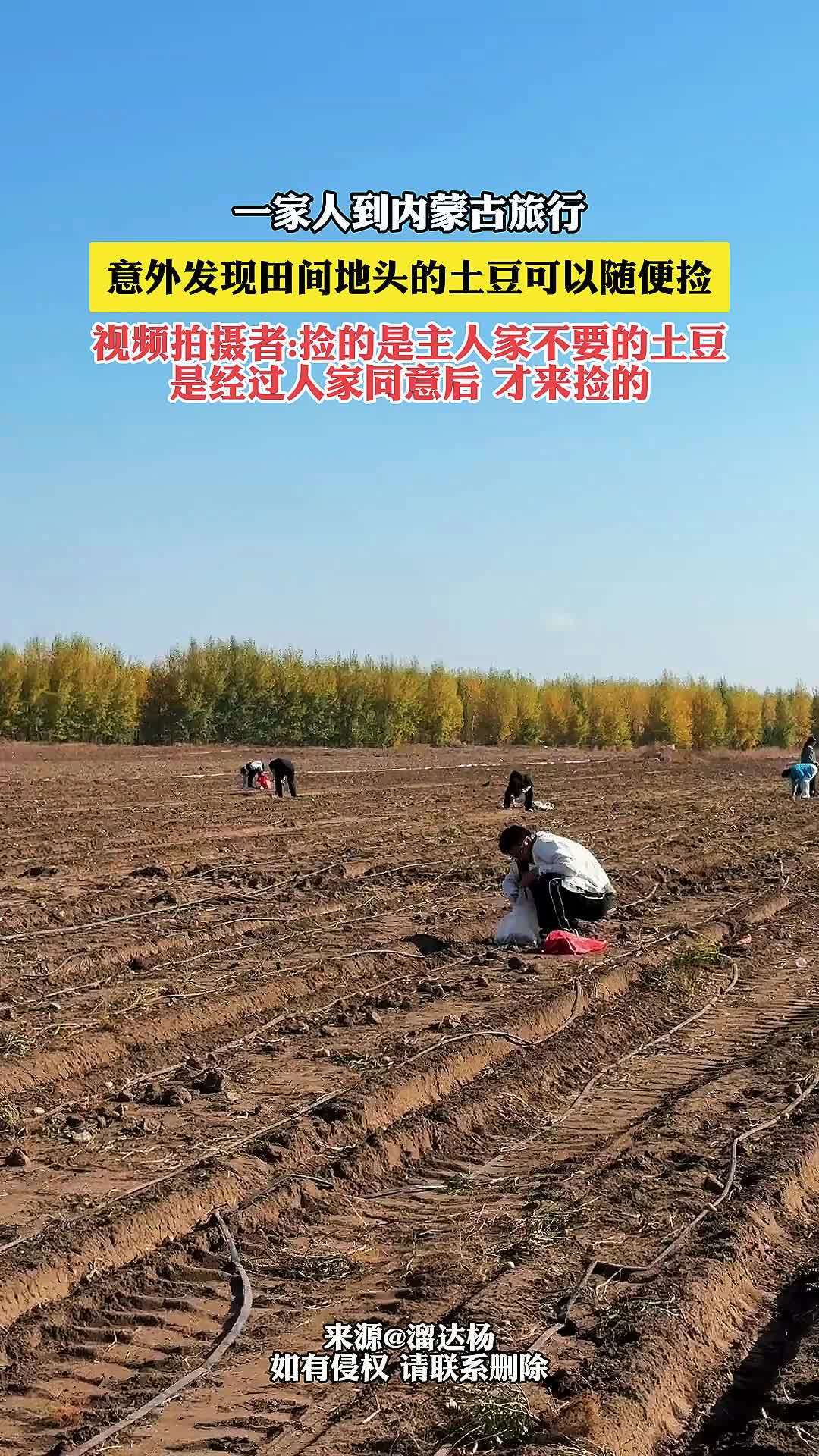 一家人到内蒙古旅行,意外发现田间地头的土豆可以随便捡。