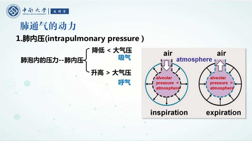 生理学:6.2呼吸系统(一)—肺通气的动力-空气是如何吸入和呼出