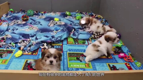 鸡和狗打完架之后,主人把鸡杀了,下一秒狗狗的反应太真实了