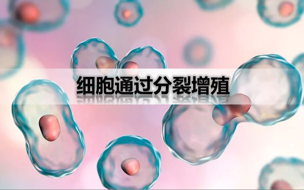 ...一《4.1细胞通过分裂增殖(一):有丝分裂的变化规律及动植物分裂区别》