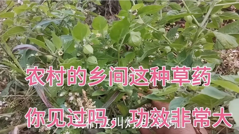 千万不要把这种草药当杂草了,功效非常强大,感冒发烧都用它