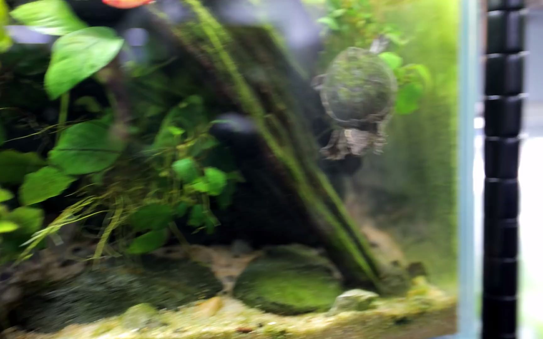 【鱼缸教程】 孤独的乌龟