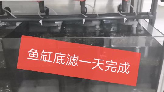 系统鱼缸底滤安装用去老坛一天时间,看到成果一切都值得了