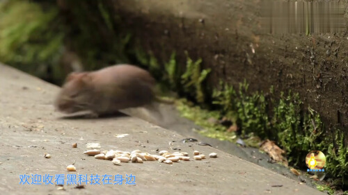牛人自制电梯捕鼠笼,上上下下完成捕鼠,效果真的太棒了!