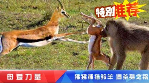 搞笑解说:狒狒猎杀羚羊幼崽,羚羊妈妈营救,羊角刺穿狒狒肚皮