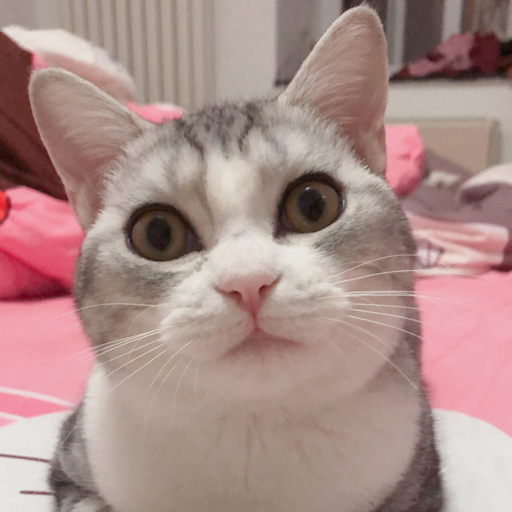 爱说英语的猫 