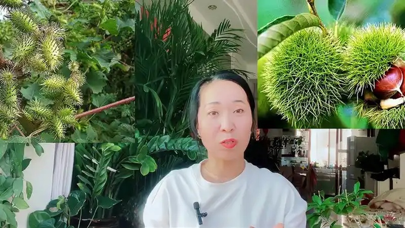 还有哪些植物妈妈有办法传播种子