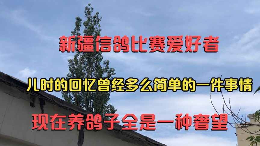 信鸽比赛思想决定意识意识决定方向方向决定行动行动决定结果