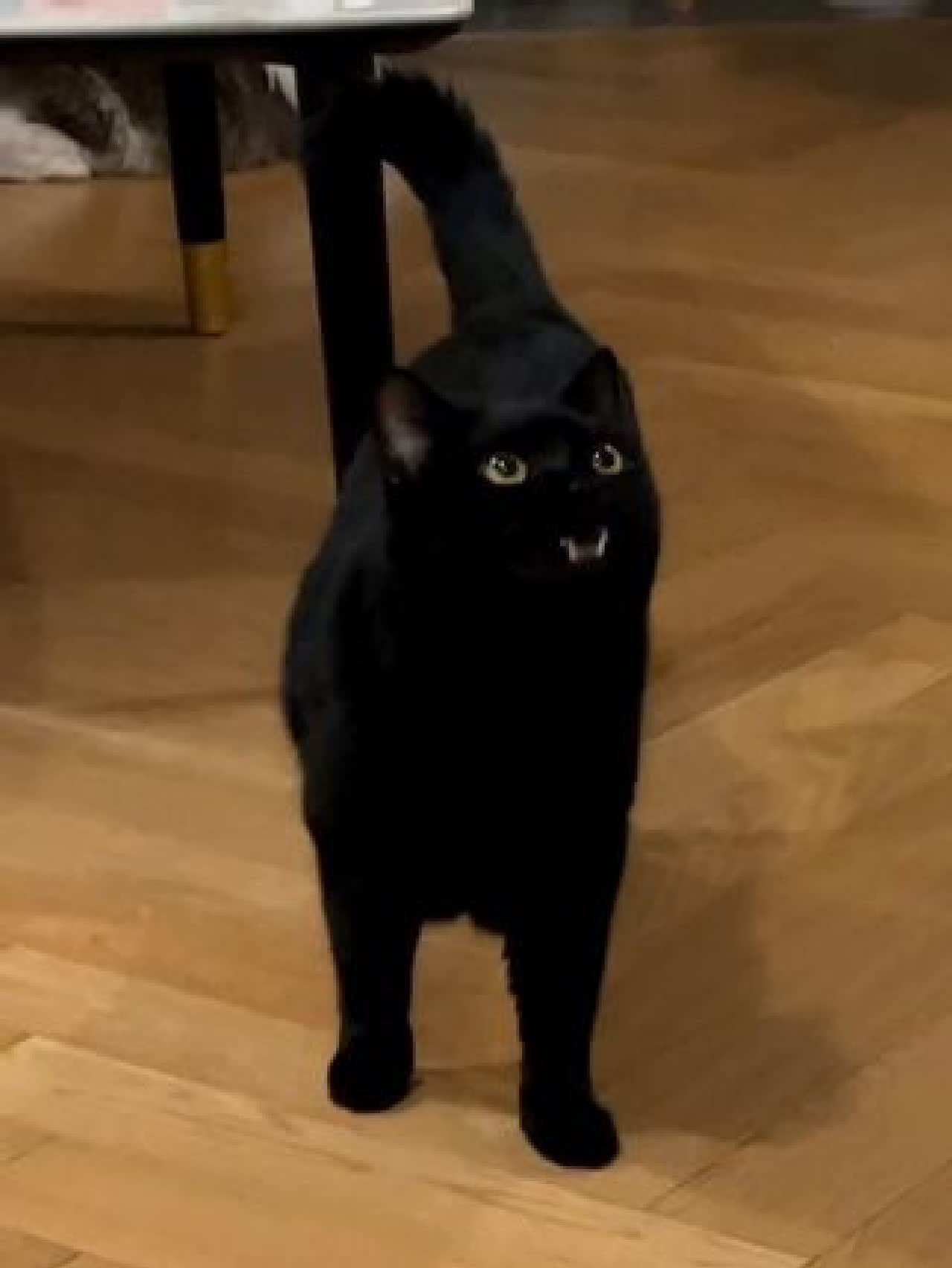 小猫突然躺下撒娇娇 伸懒腰的时候…真的好可爱 #养宠人的治愈谁懂...