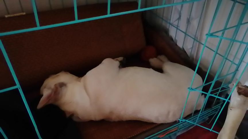 狗咬狗,咬的有点激烈