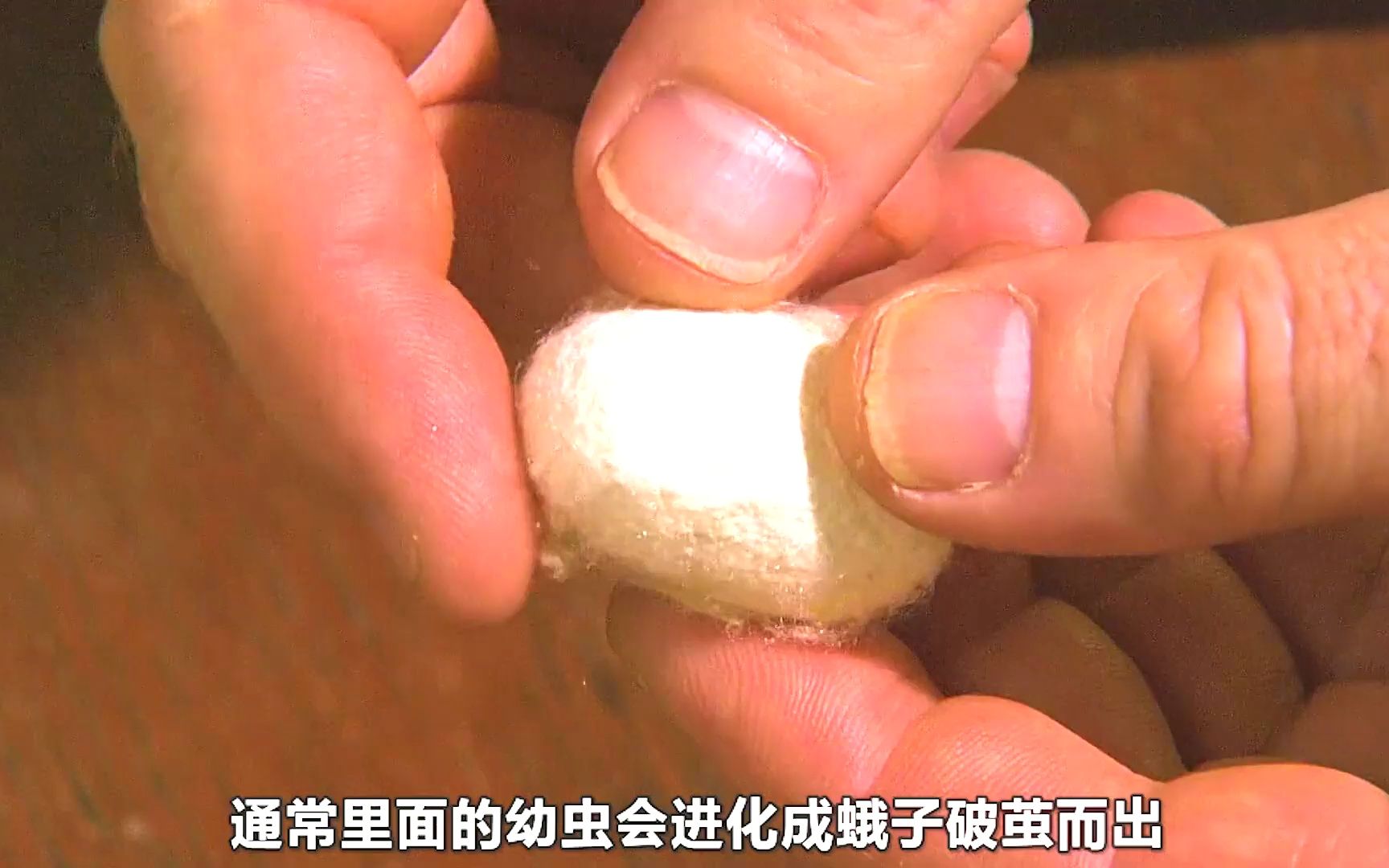 3. 蚕丝是如何一步步变成丝绸的?整个过程或许超乎你的想象