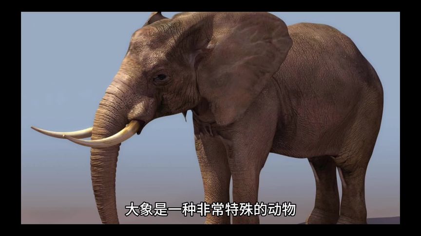 动物世界#带你了解大象的习性。