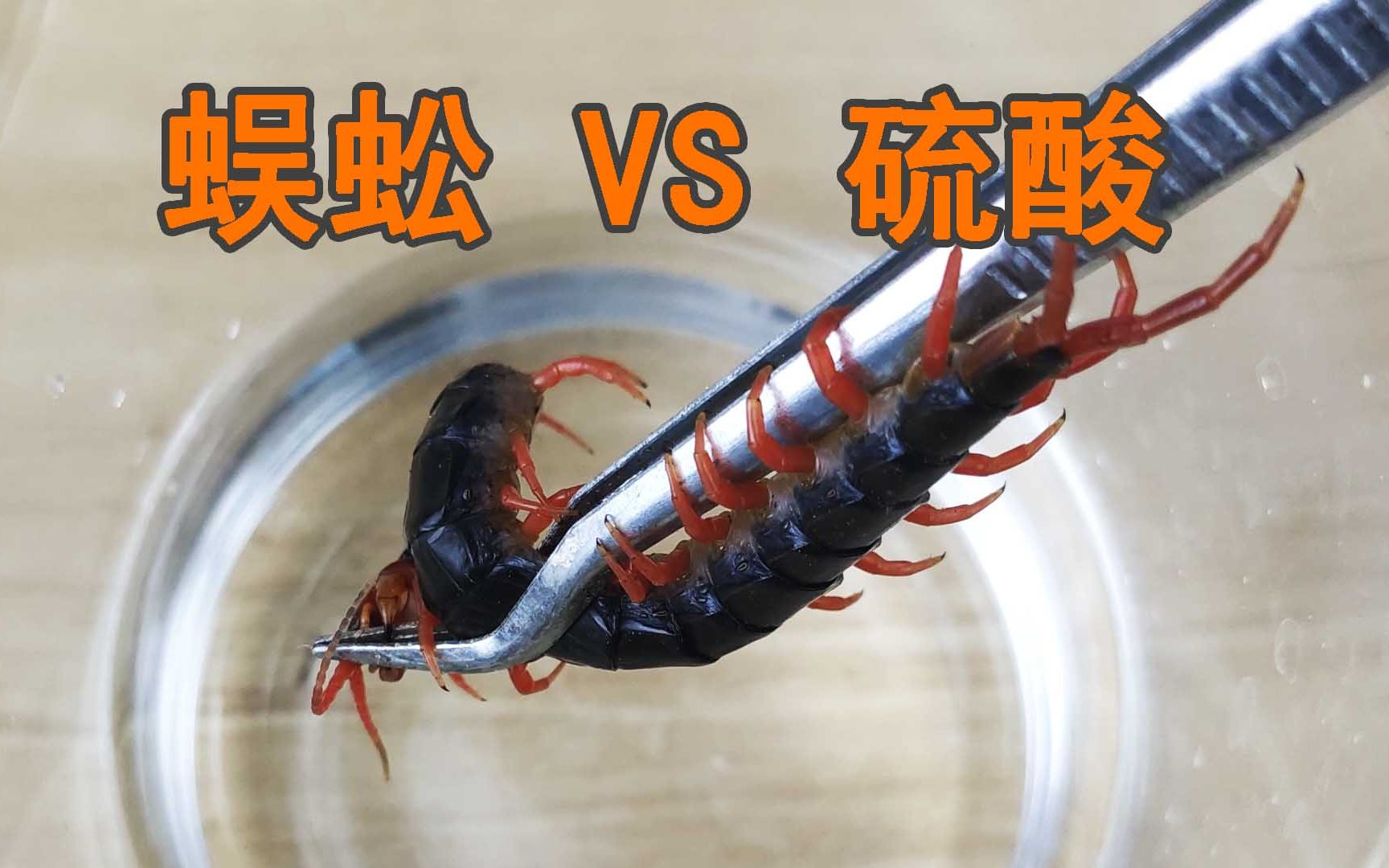 把“蜈蚣”丢进“硫酸”里会怎么样?看完你一定会喊“卧槽”!