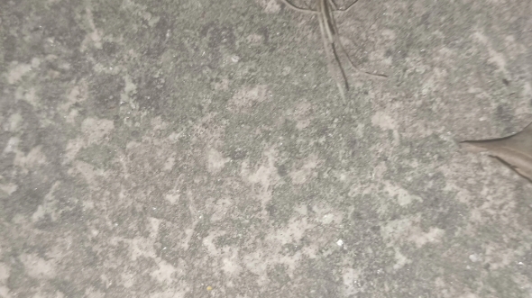 植物的根、茎、叶。