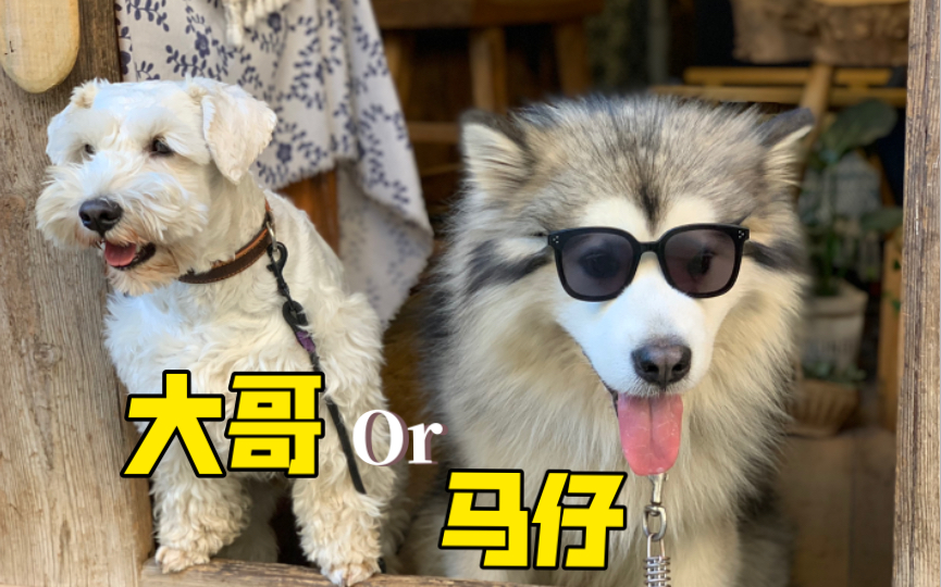 想不到一百多斤的阿拉斯加,被一只小狗子欺负,丢尽狗脸