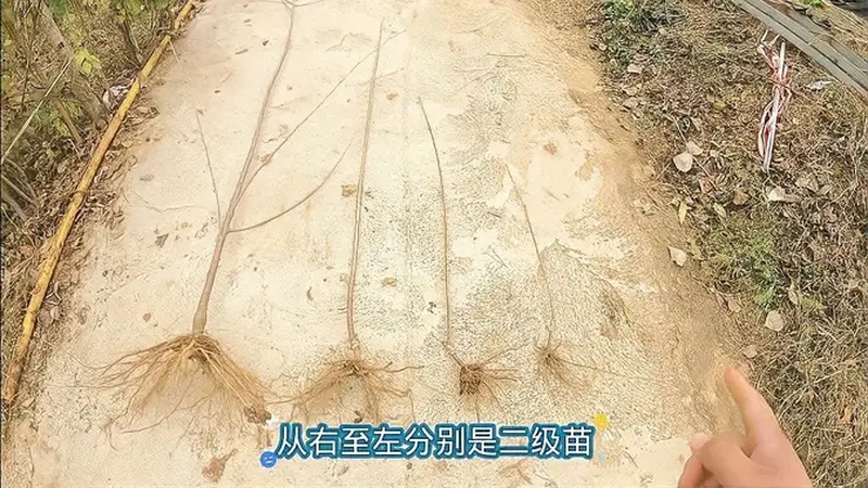 樱桃建园,苗木规格咋选知晓分级标准购苗不迷糊!