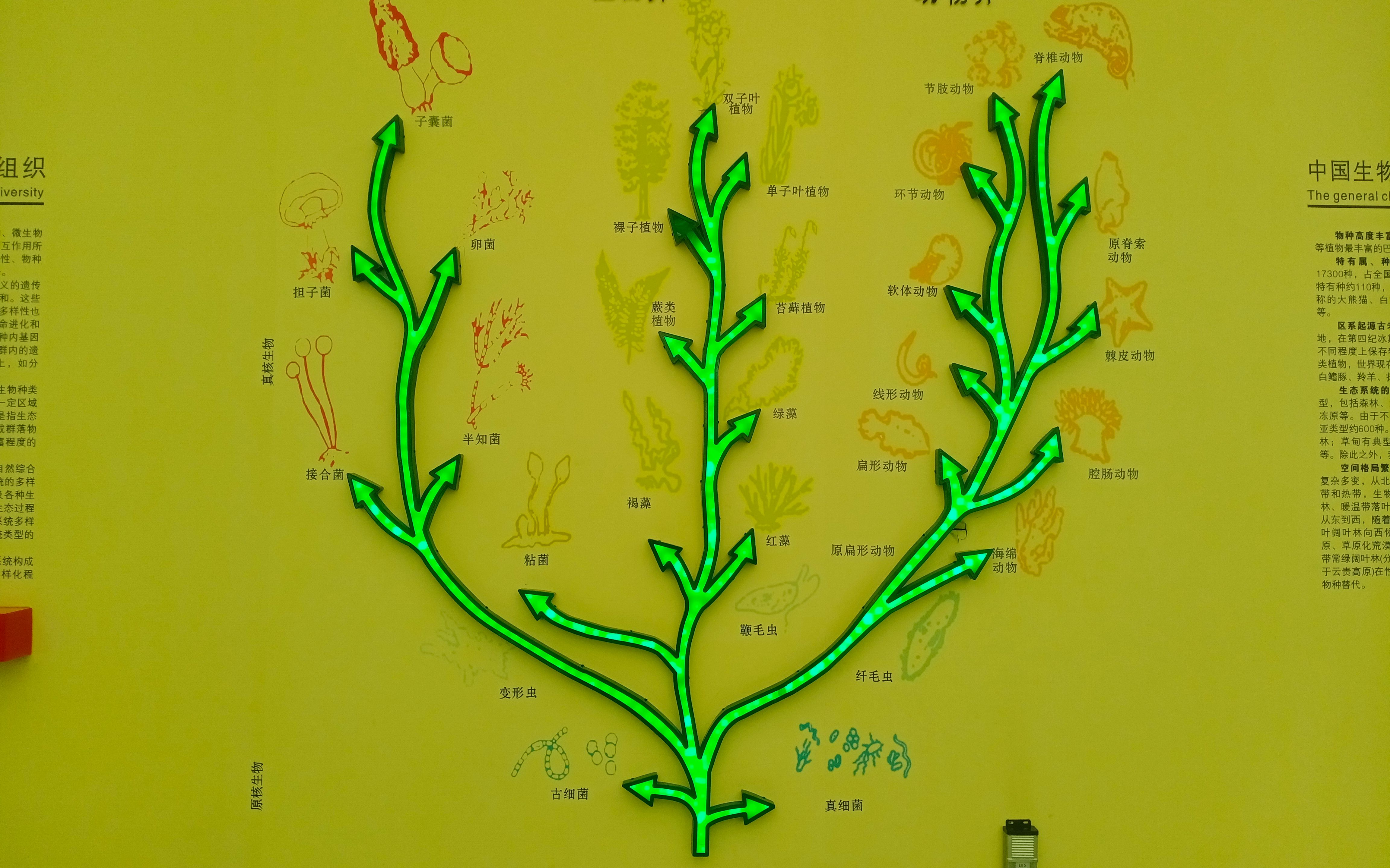 西北大学博物馆 生物馆 生物系统进化树