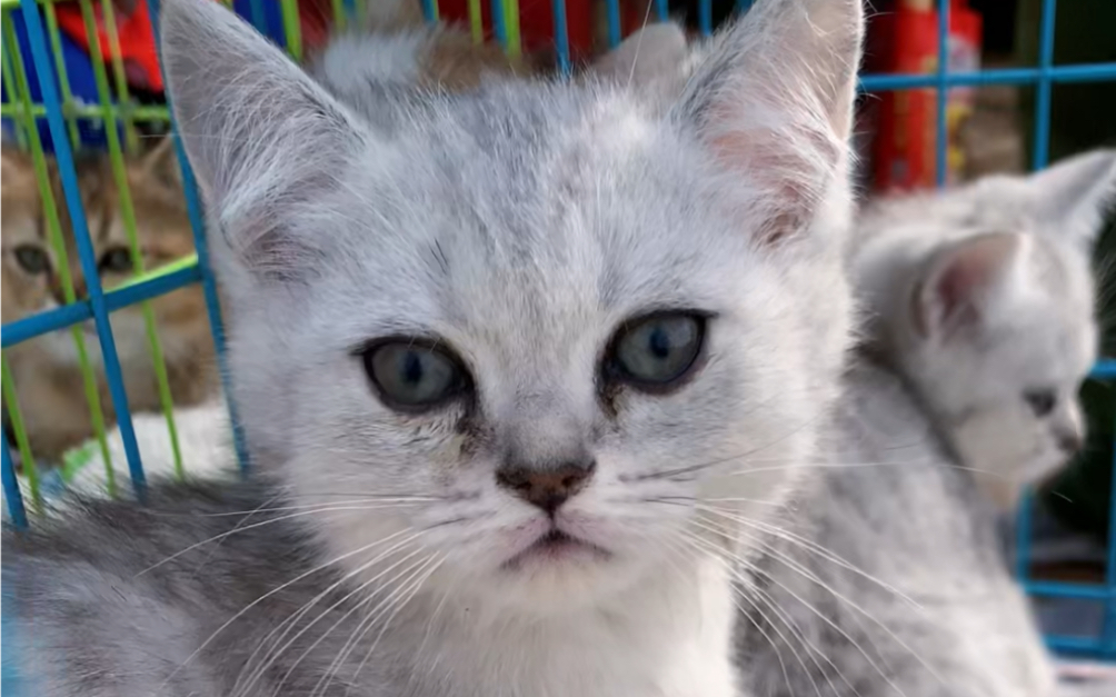 周末猫市,各种宠物猫,价格都很便宜500左右