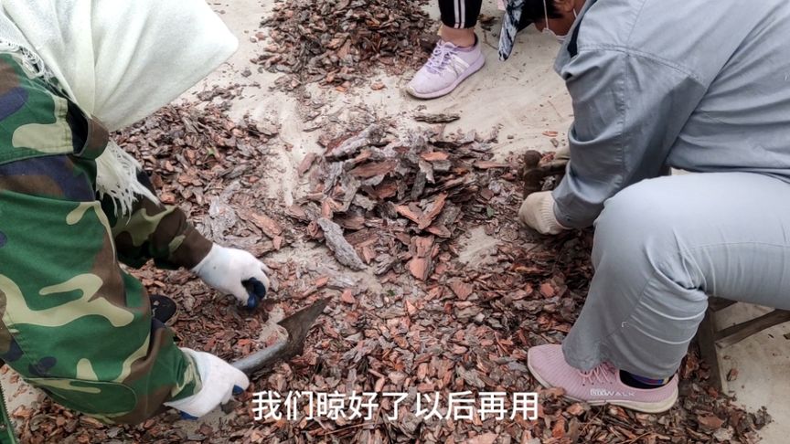 松树皮用来养花别提多好了,你看这得薅了多少松树啊!