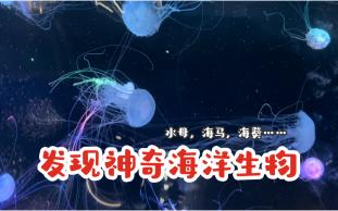 周末遛娃,发现神奇海洋生物!去海边的海洋科普馆玩咯,看水母、海马、...