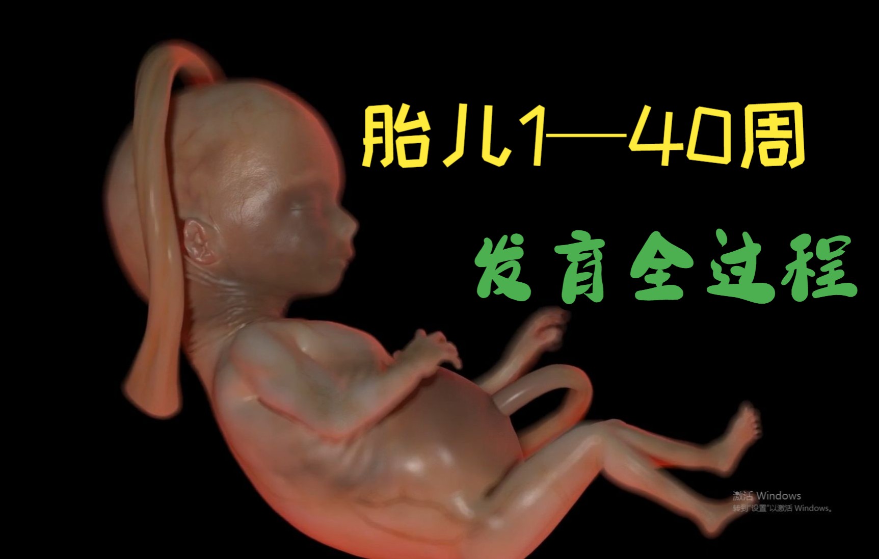 【医学3D】生命的神奇,1—40周胎儿发育全过程