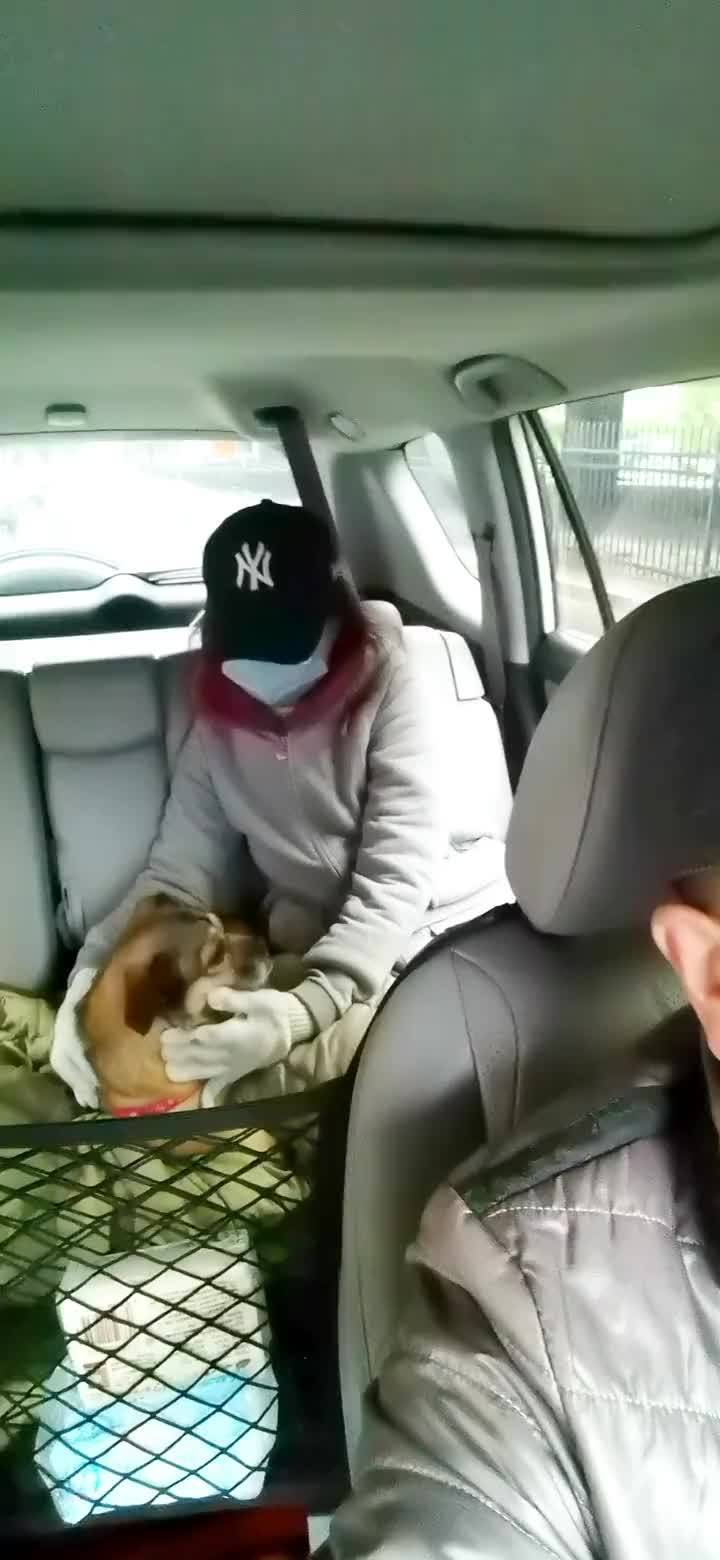 我真没有想到,有一天我会对一条狗这么好!有同感的吗