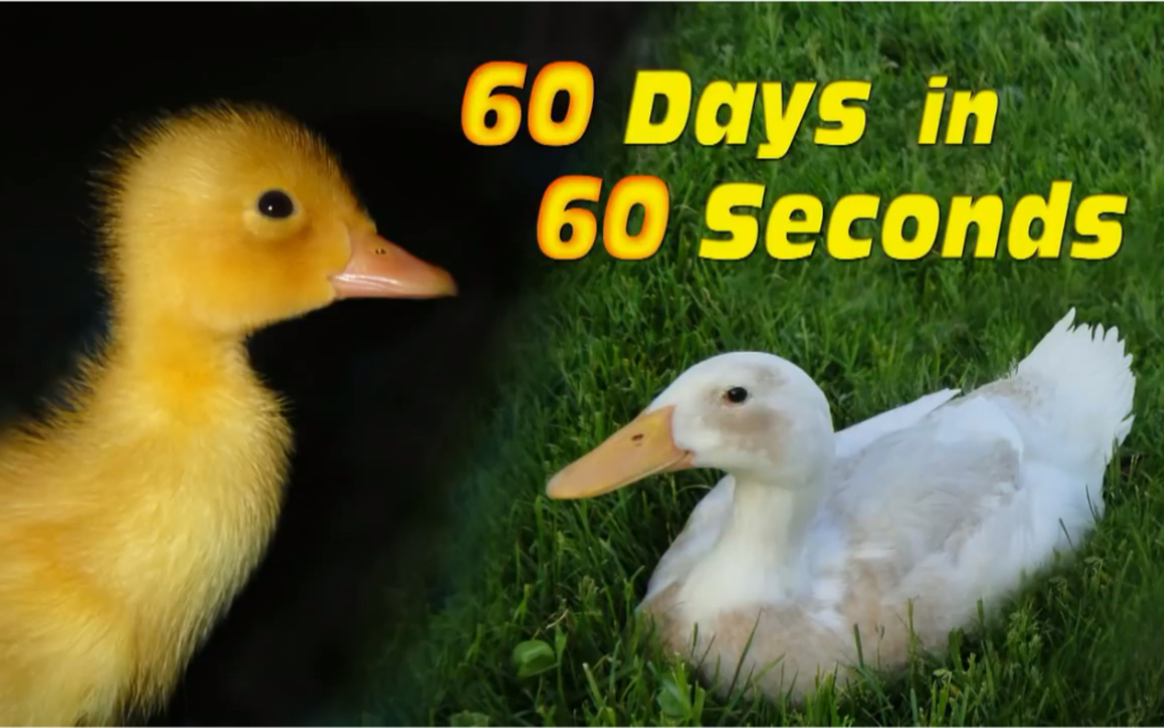 记录印度跑鸭和北京鸭60天的生长期