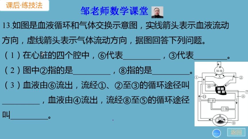 生物七下心脏培优题:体循环与肺循环,错综复杂的血管网络图