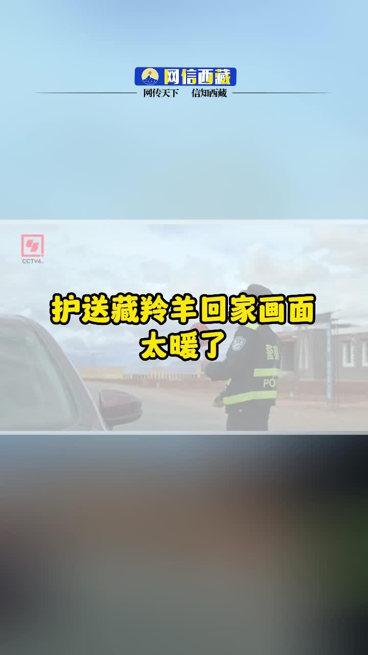 青藏铁路特意设计三十多处野生动物通道,让藏羚羊迁徙之旅温暖又安全
