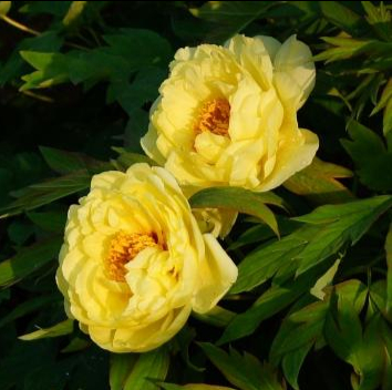 人家不怨言语别 