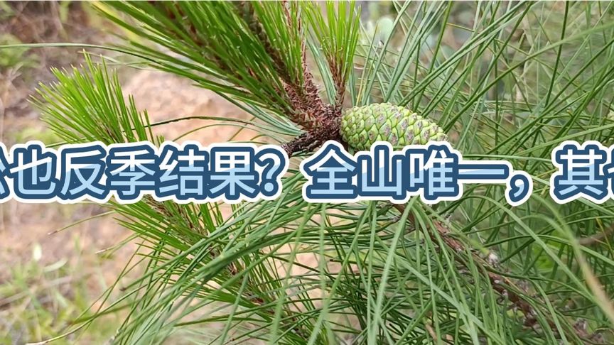 罕见,春天,这株马尾松已结果实。常规夏秋相交才有。